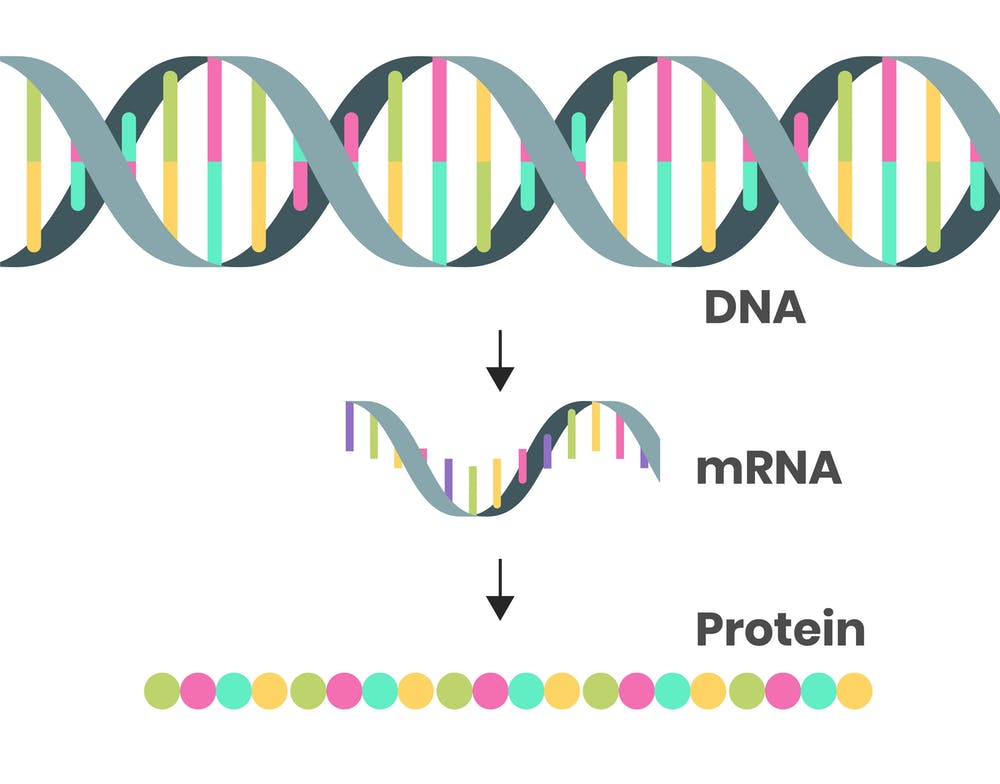 mRNA - Knowledge Ecology International mRNA - Knowledge Ecology International